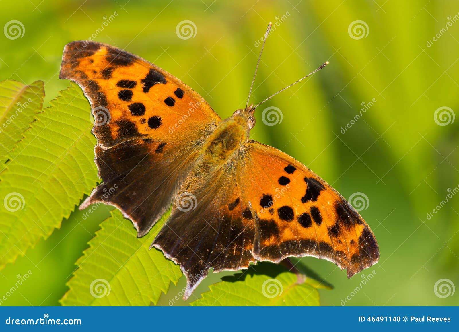 Question Mark Butterfly - Polygonia Interrogationis Stock Photo - Image ...