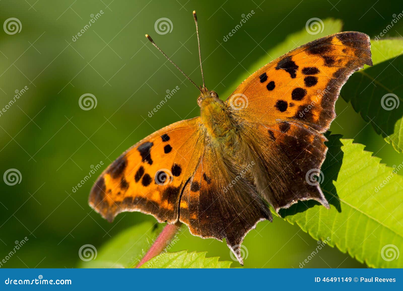Question Mark Butterfly - Polygonia Interrogationis Stock Image - Image ...