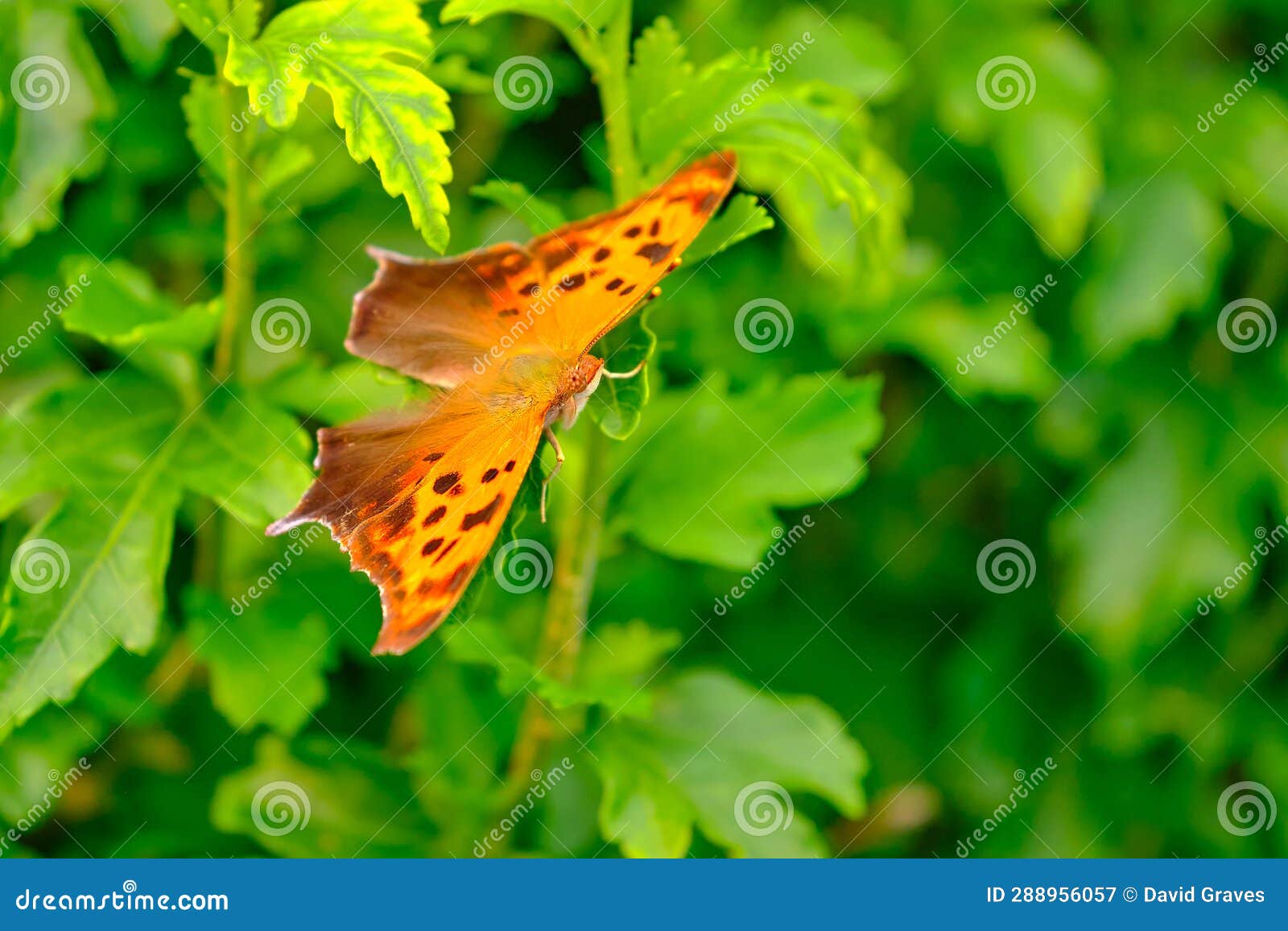 Question Mark Butterfly (Polygonia Interrogationis) Stock Image - Image ...
