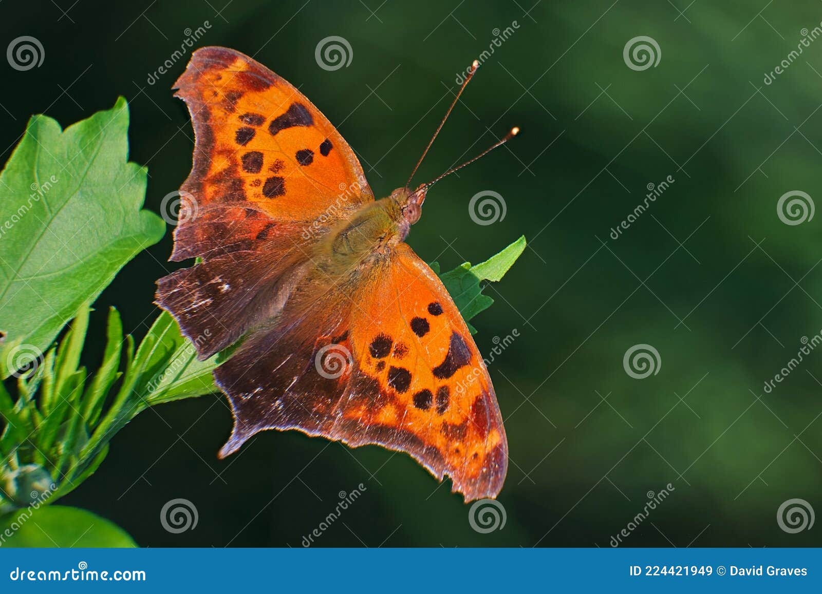 Question Mark Butterfly (Polygonia Interrogationis) Stock Image - Image ...