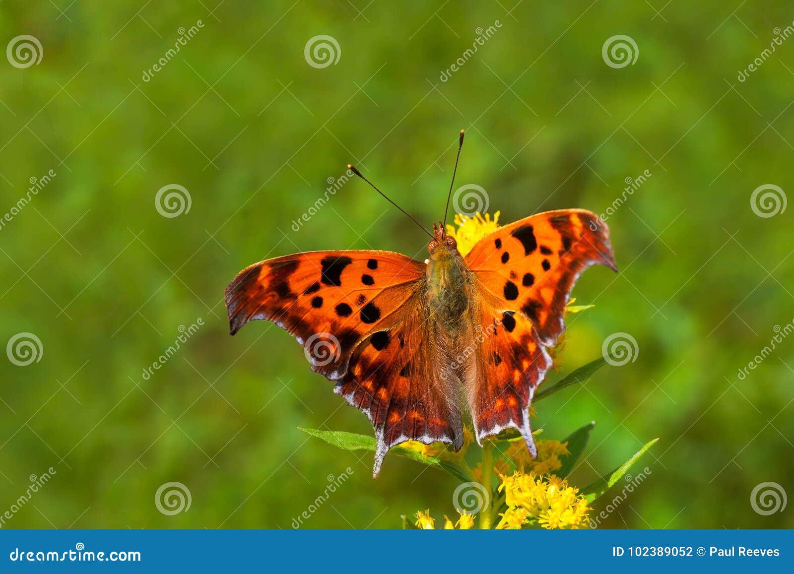 Question Mark Butterfly - Polygonia Interrogationis Stock Photo - Image ...