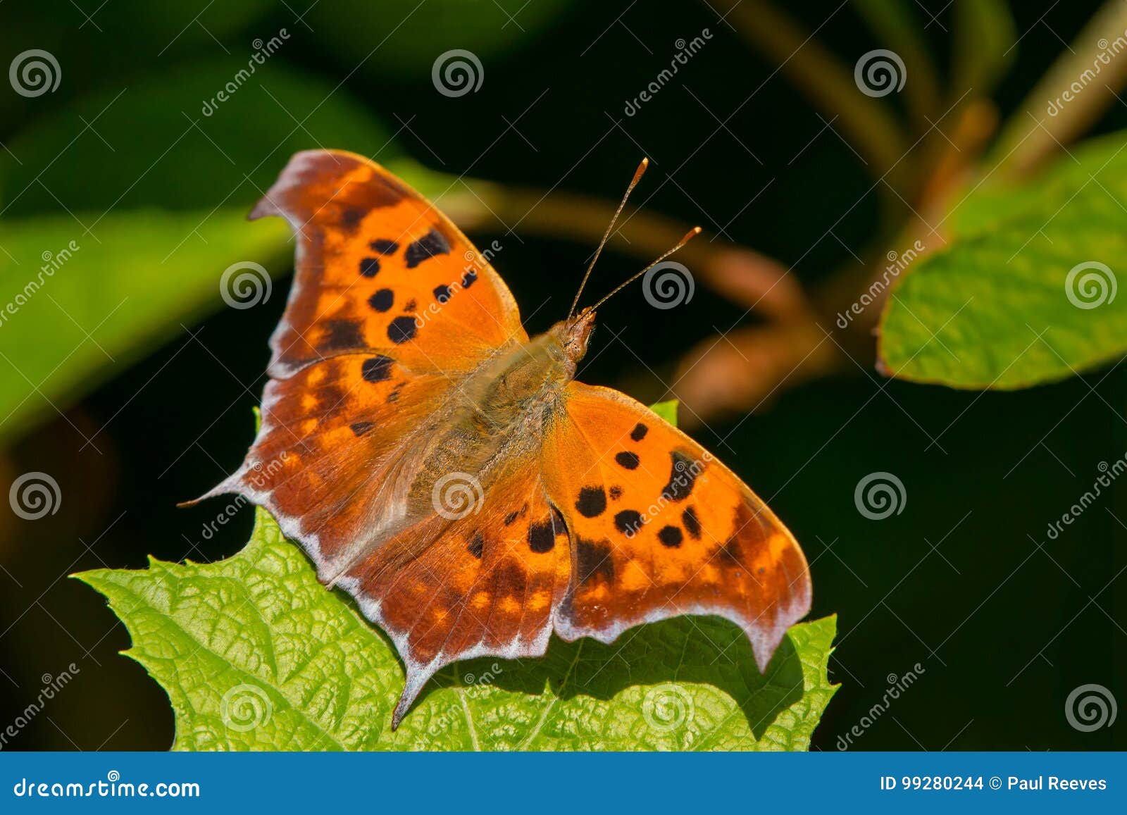 Question Mark Butterfly Chrysalis