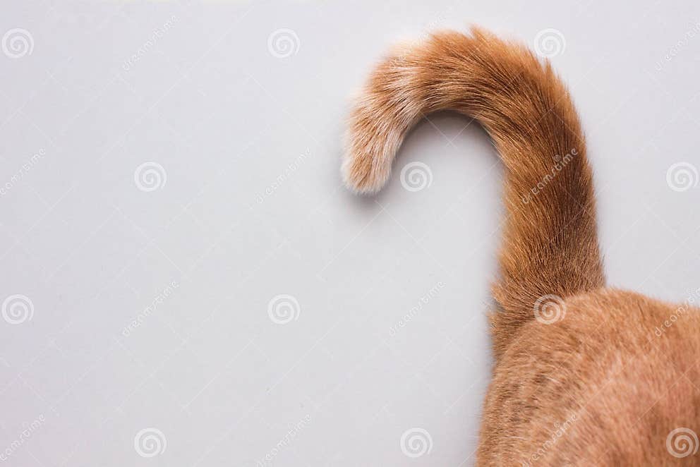 A Question Mark from a Cat`s Tail Stock Photo - Image of beautiful ...