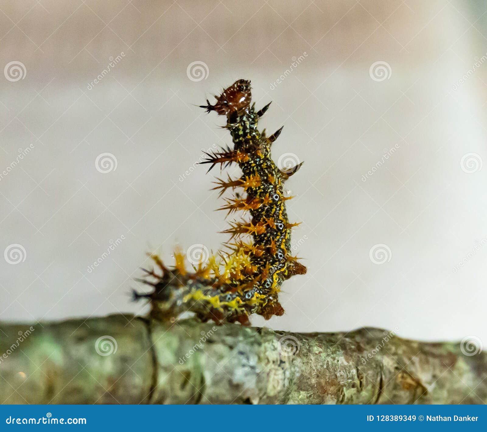 Question Mark Caterpillar stock image. Image of closeup - 128389349