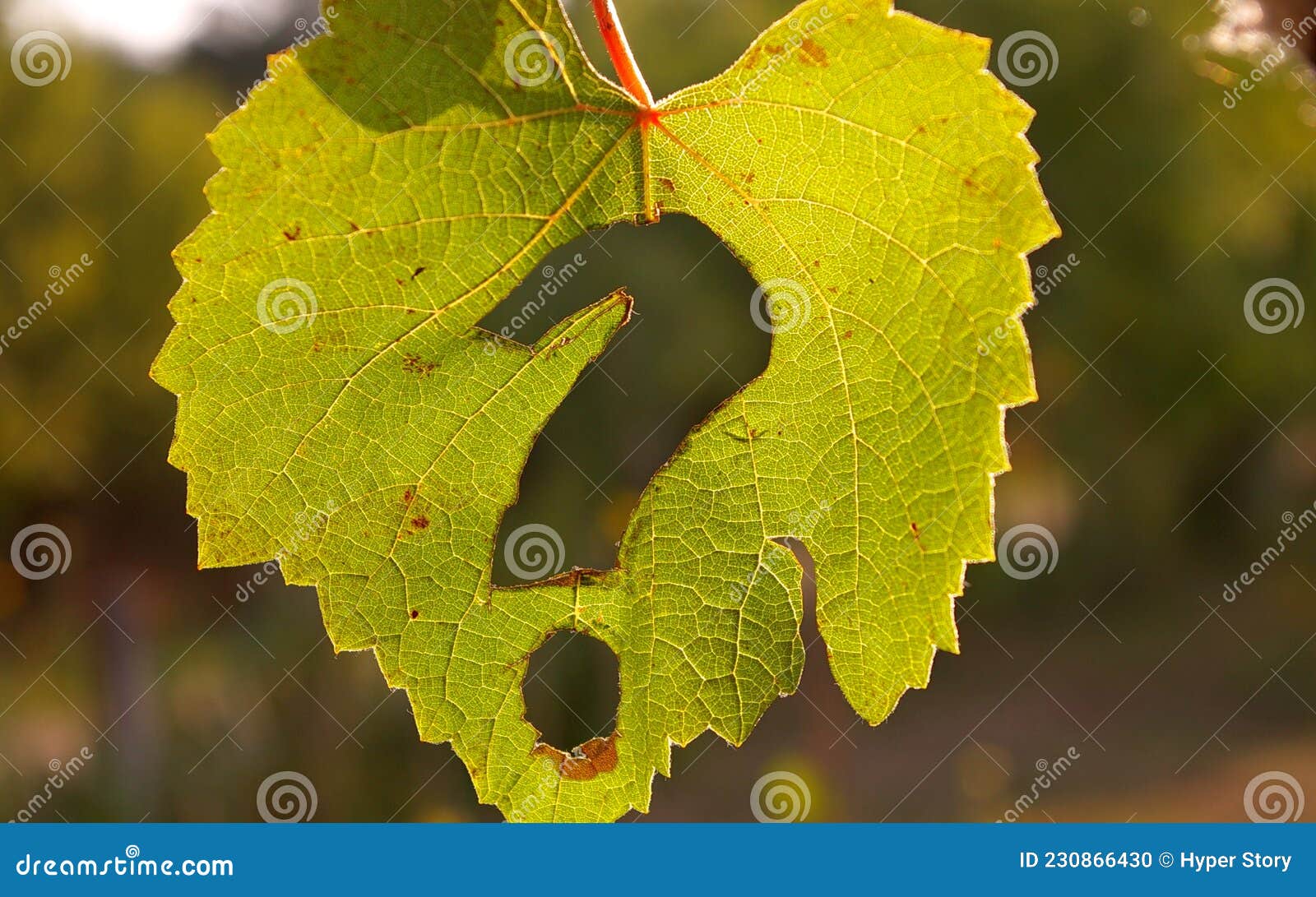 Question Mark on a Green Vine Leaf. Interrogation Sign and Question ...