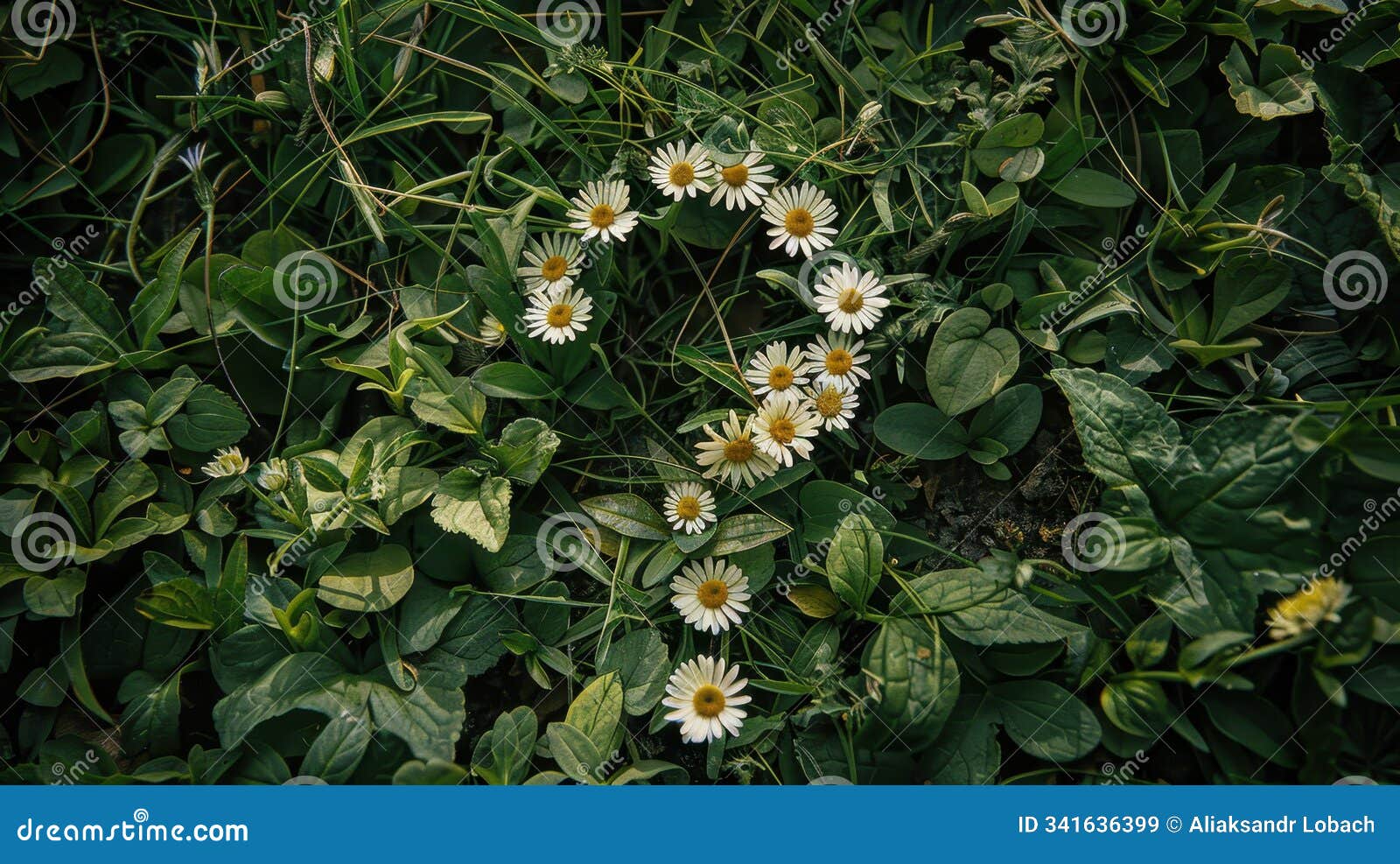 The Question Mark is Made of Flowers on a Green Lawn Stock Image ...