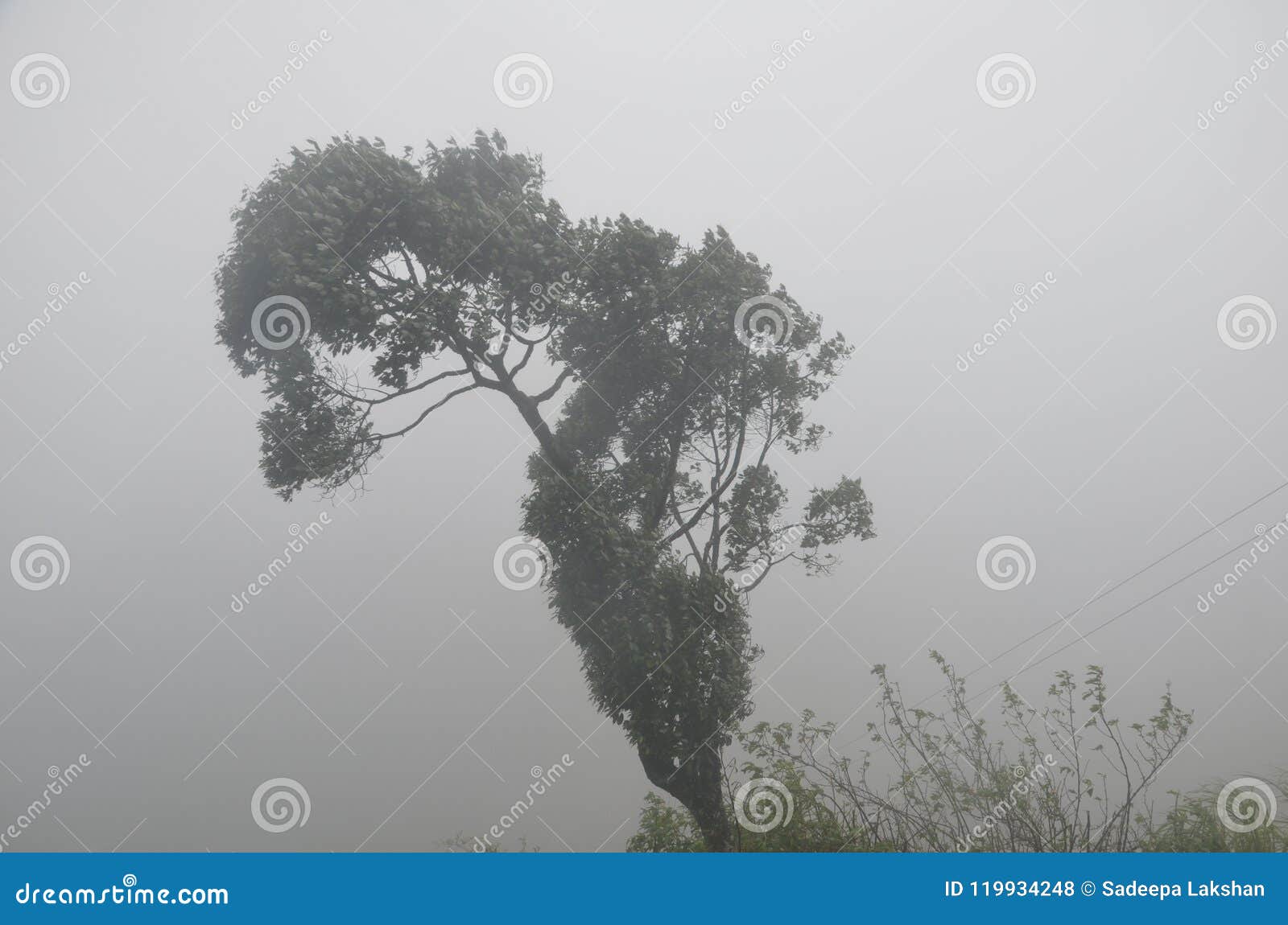 Question Mark Shaped Tree in Mist Stock Photo - Image of tree, trees ...