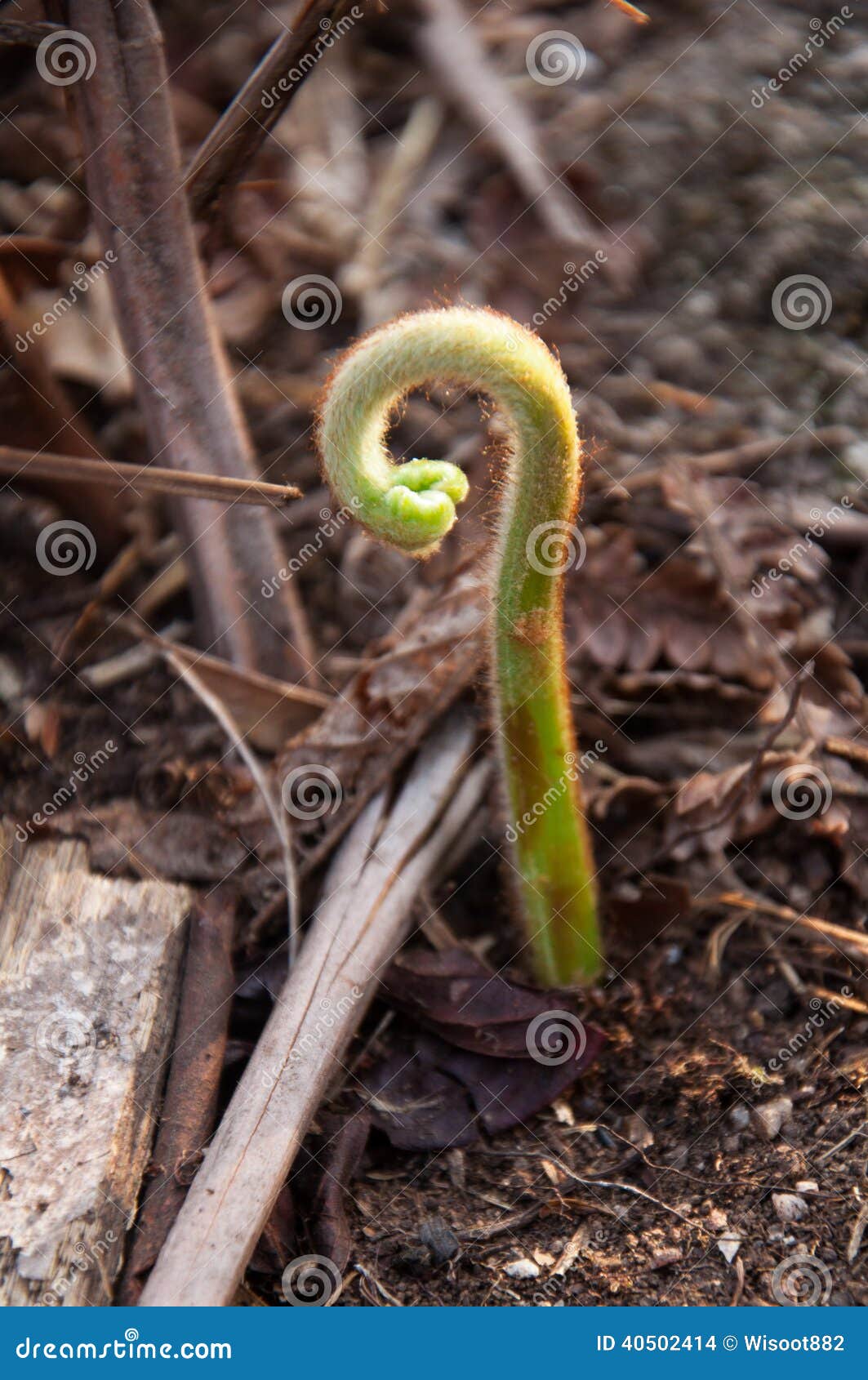 Question from nature stock photo. Image of forest, plant - 40502414