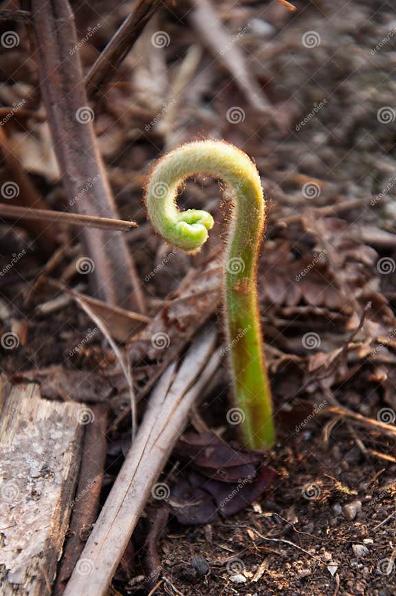 Question from nature stock photo. Image of forest, plant - 40502414