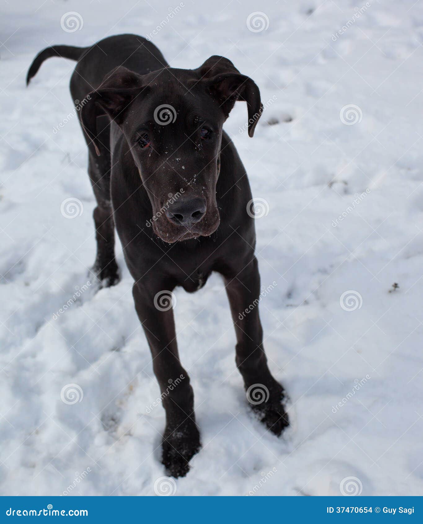 Questioning dog stock photo. Image of cold, feet, black - 37470654