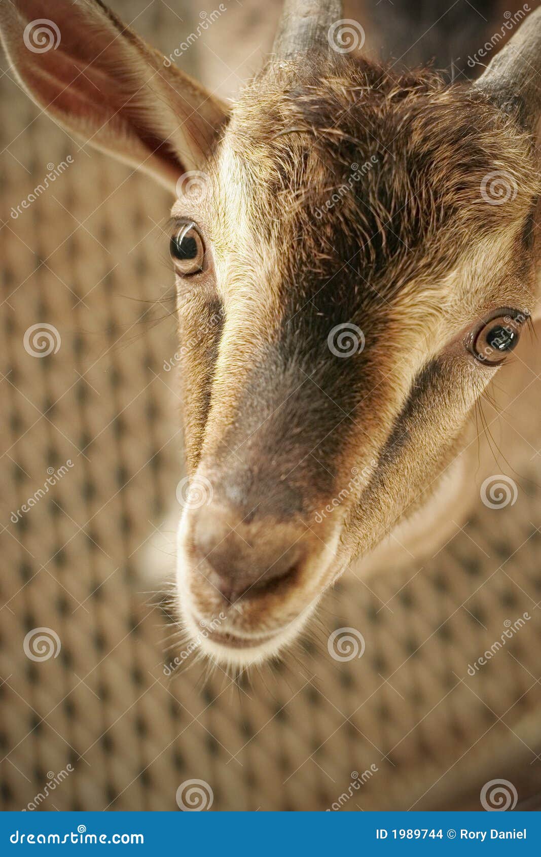 Questioning Goat stock photo. Image of goatee, brown, animals - 1989744