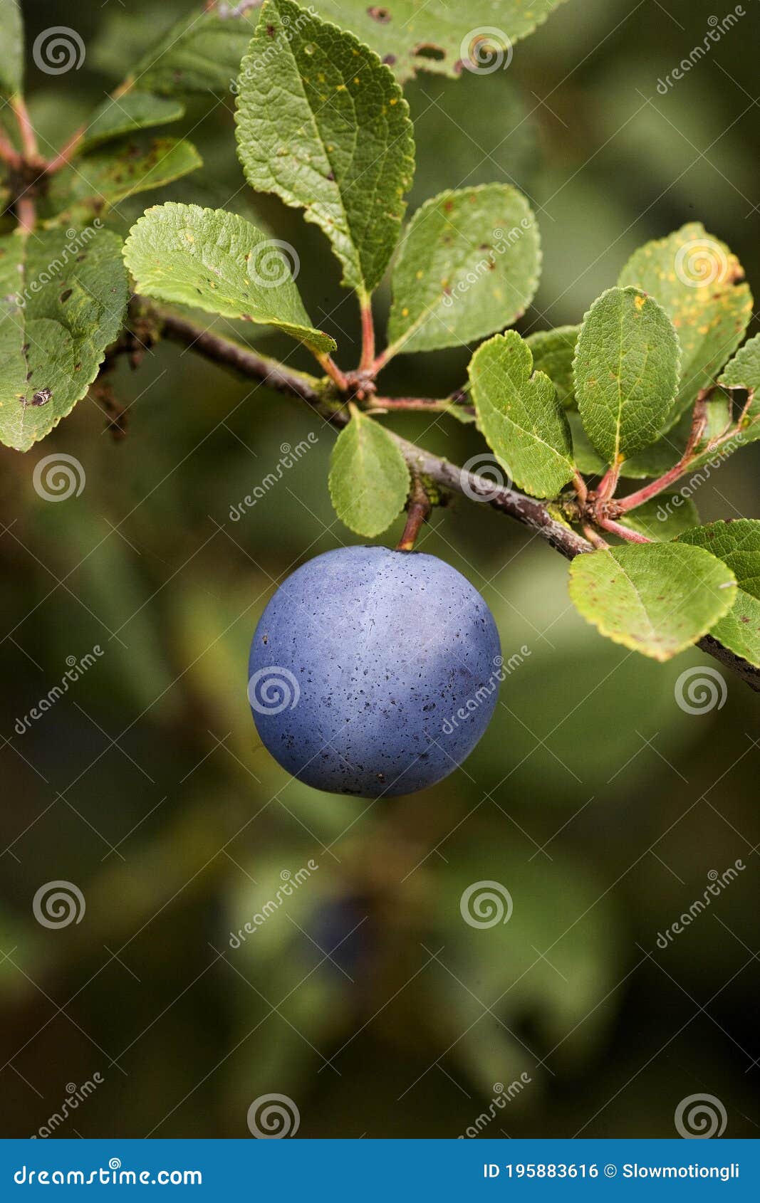 Quetsche Stock Photos - Free & Royalty-Free Stock Photos from Dreamstime