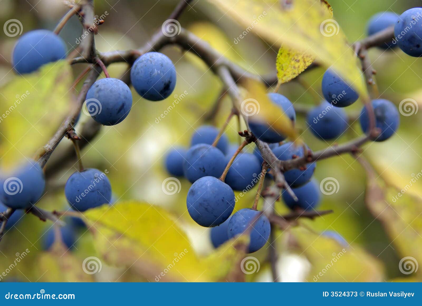 Quetsche sur l'arbre image stock. Image du jardinage, nourriture - 3524373