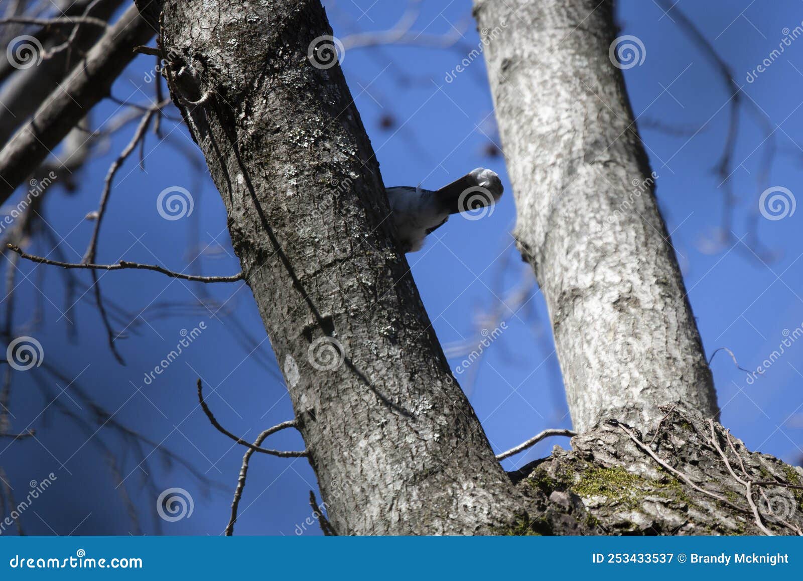 Queue bleue image stock. Image du faune, birding, ornithologie - 253433537