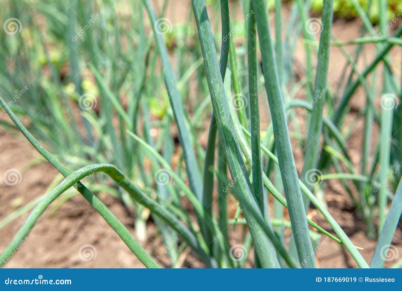 Queue d'oignon image stock. Image du zone, fermer, cheminée - 187669019