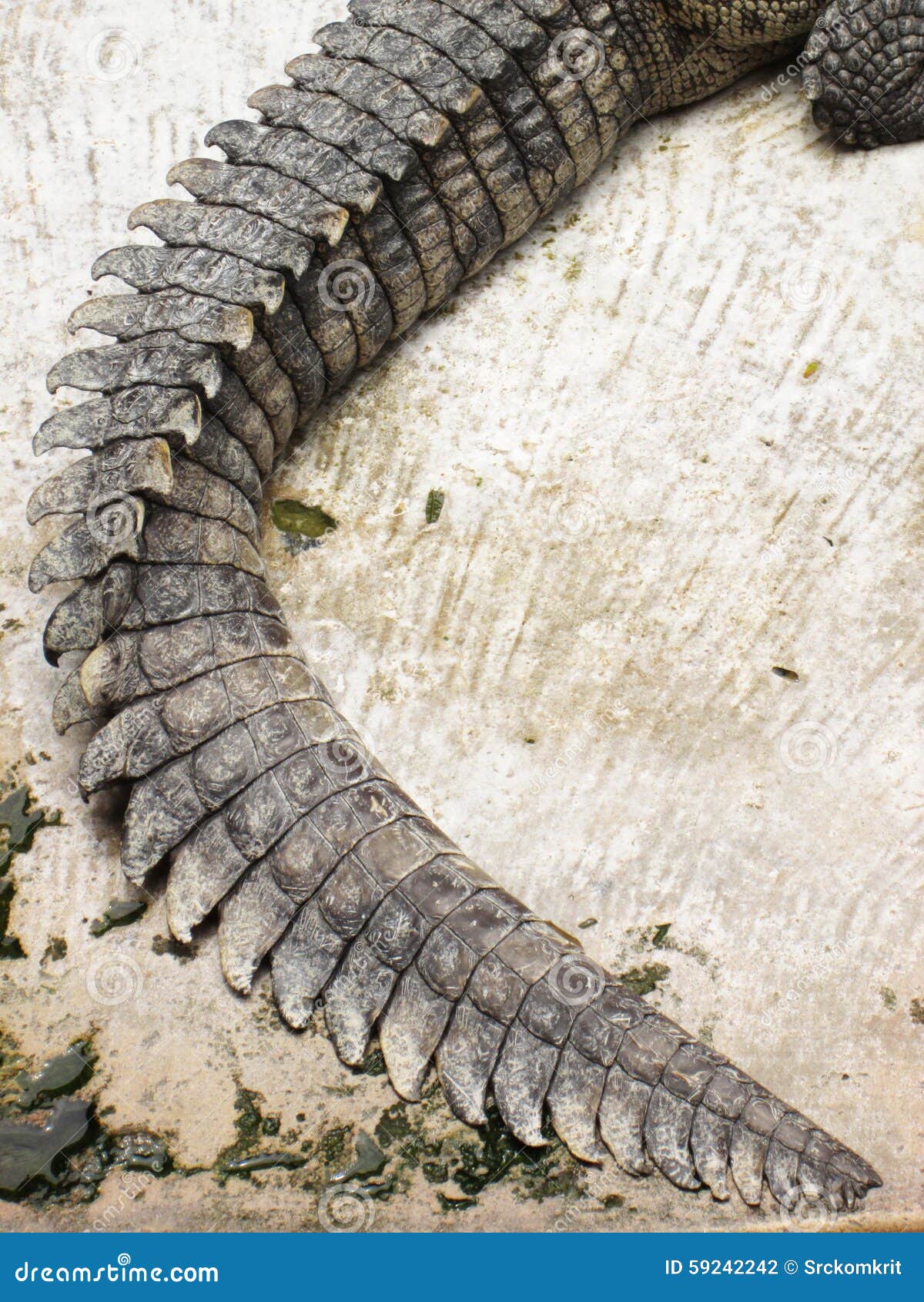 Queue D'un Crocodile Du Nil Photo stock - Image du arrière, textures ...