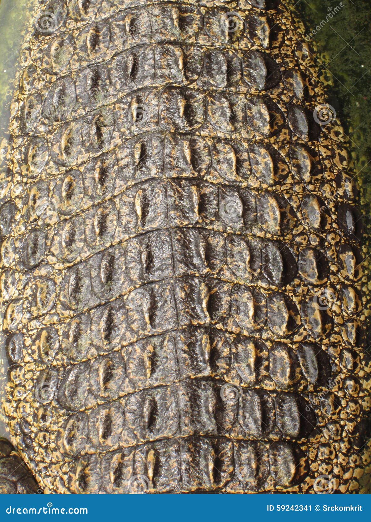 Queue D'un Crocodile Du Nil Image stock - Image du arrière, étage: 59242341