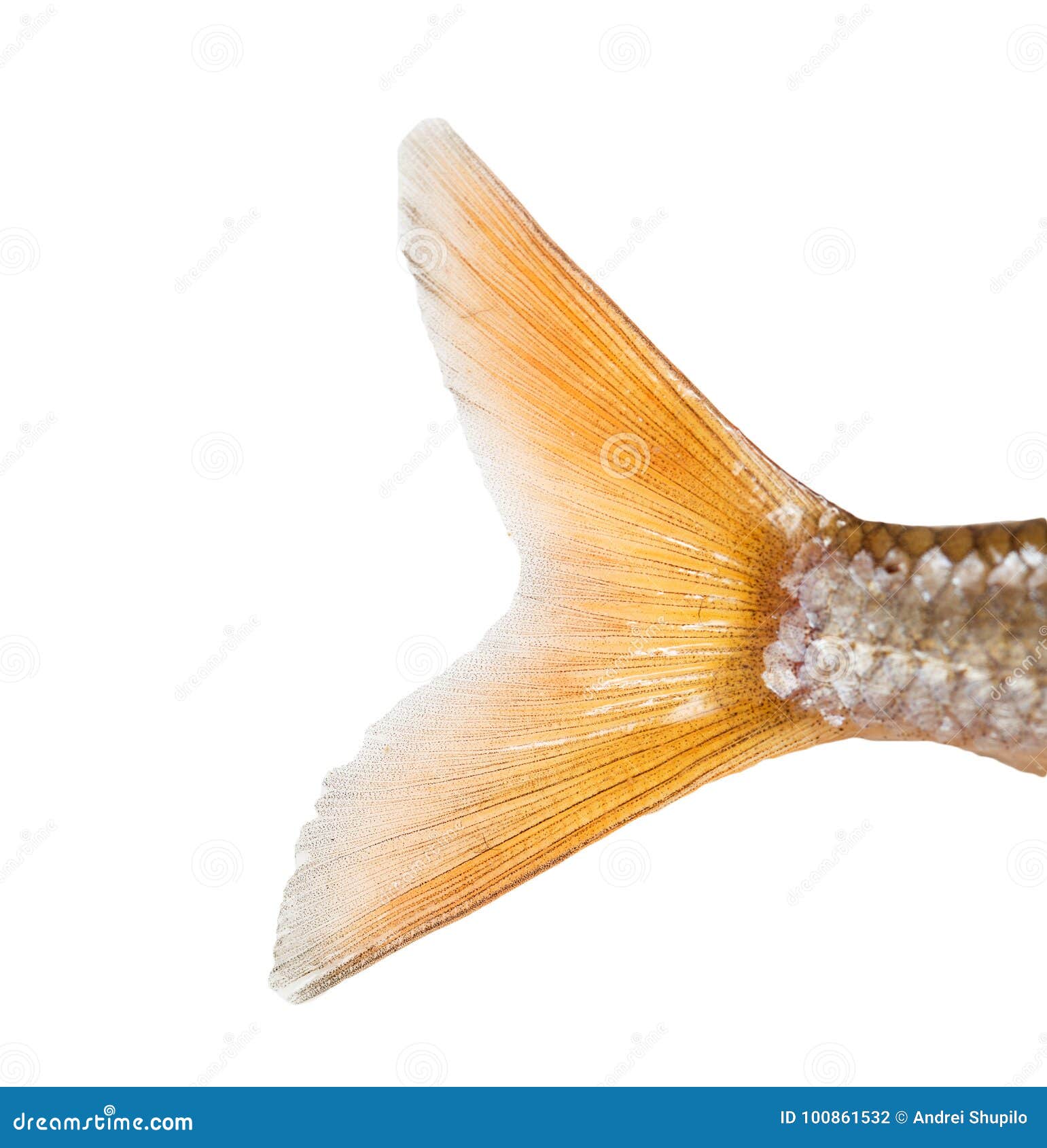Queue D'un Poisson Sur Un Fond Blanc Photo stock - Image du mouvement ...