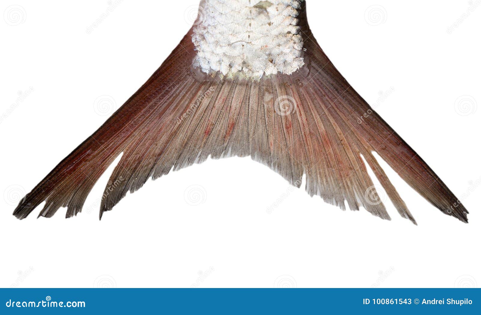 Queue D'un Poisson Sur Un Fond Blanc Image stock - Image du ailette ...