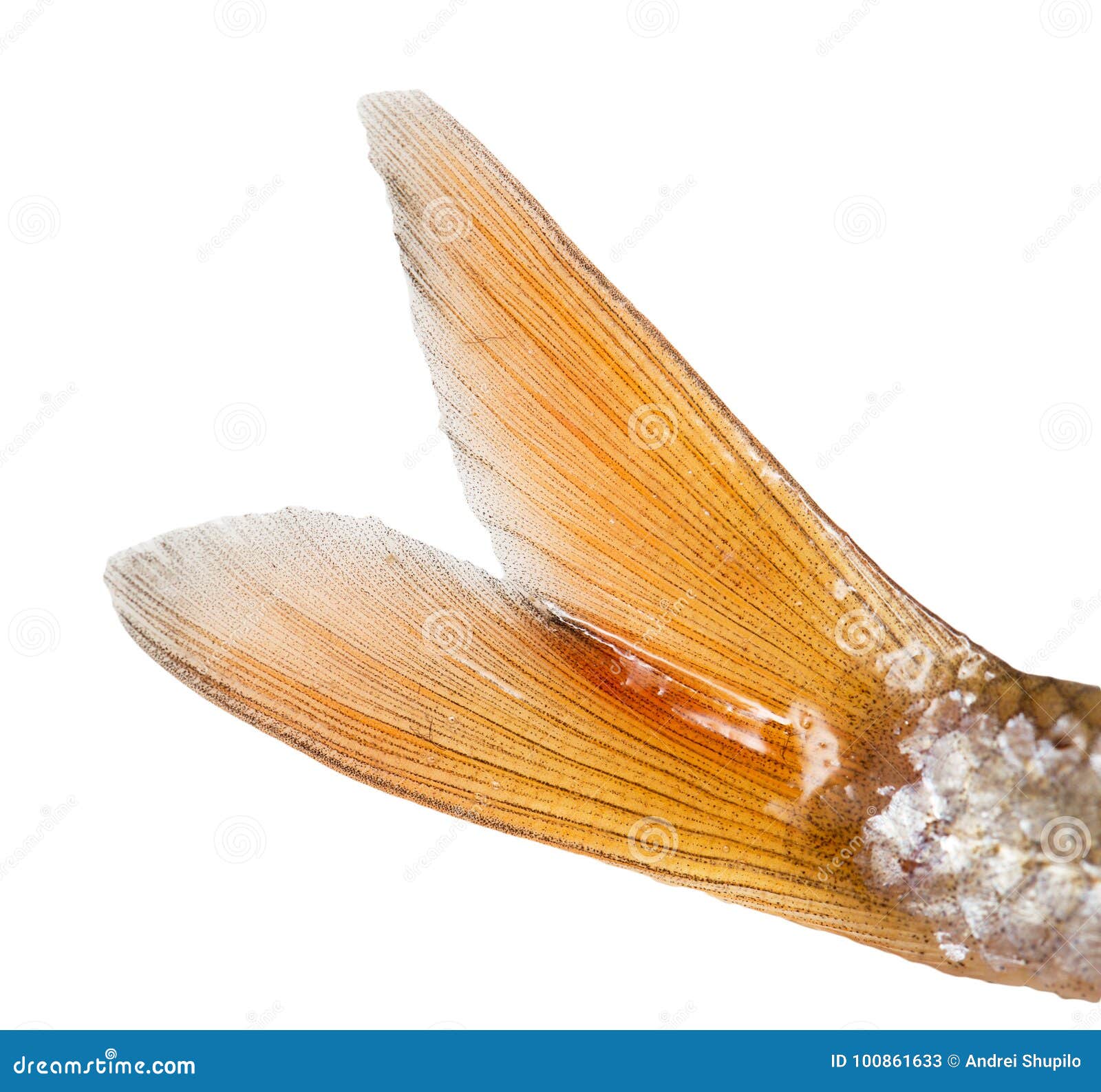 Queue D'un Poisson Sur Un Fond Blanc Image stock - Image du mythologie ...