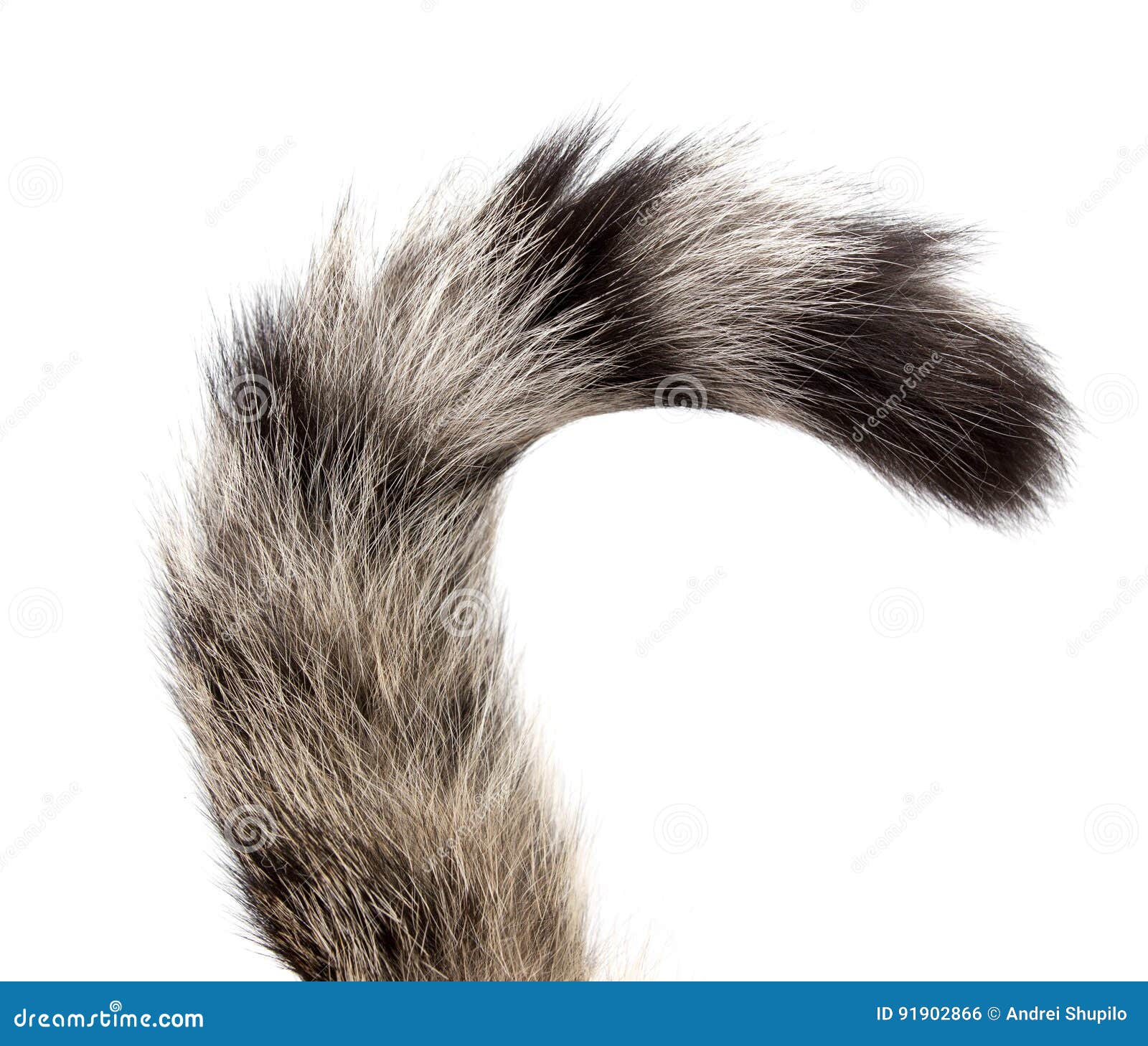 Queue De Chat Rayée Sur Le Fond Blanc Photo stock - Image du blanc ...