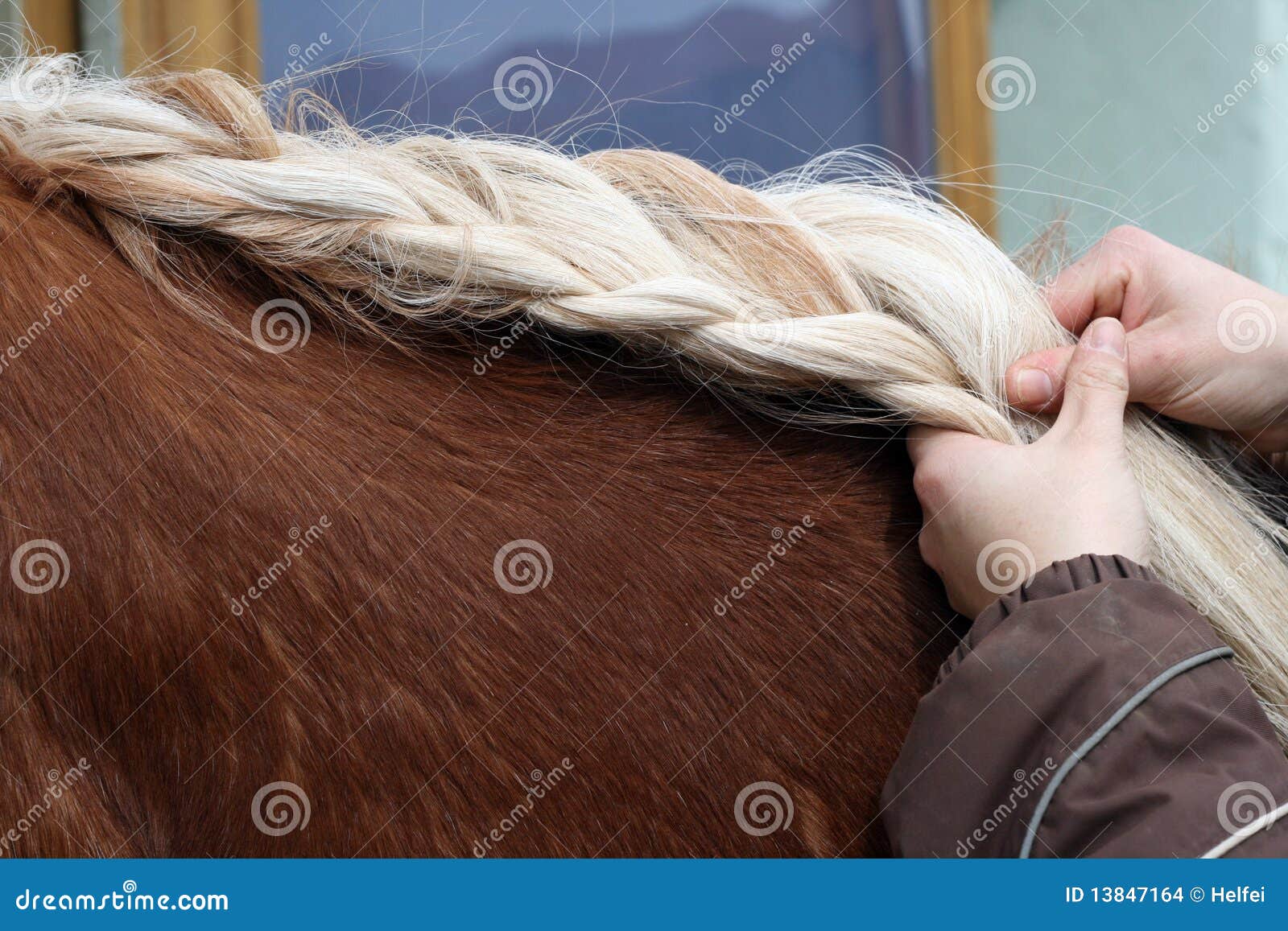 Queue de cheval, photo stock. Image du tresse, équitation - 13847164