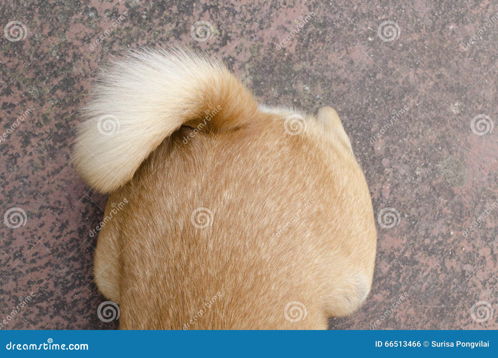 Queue de chien photo stock. Image du canin, anus, africain - 66513466