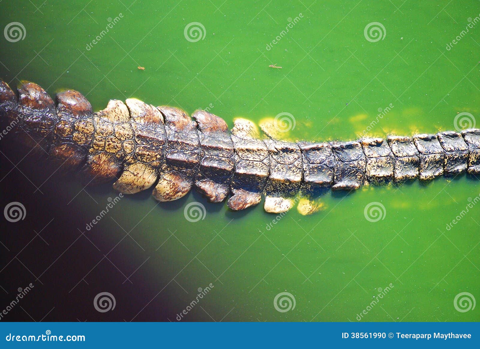 Queue de crocodile photo stock. Image du peau, pointu - 38561990