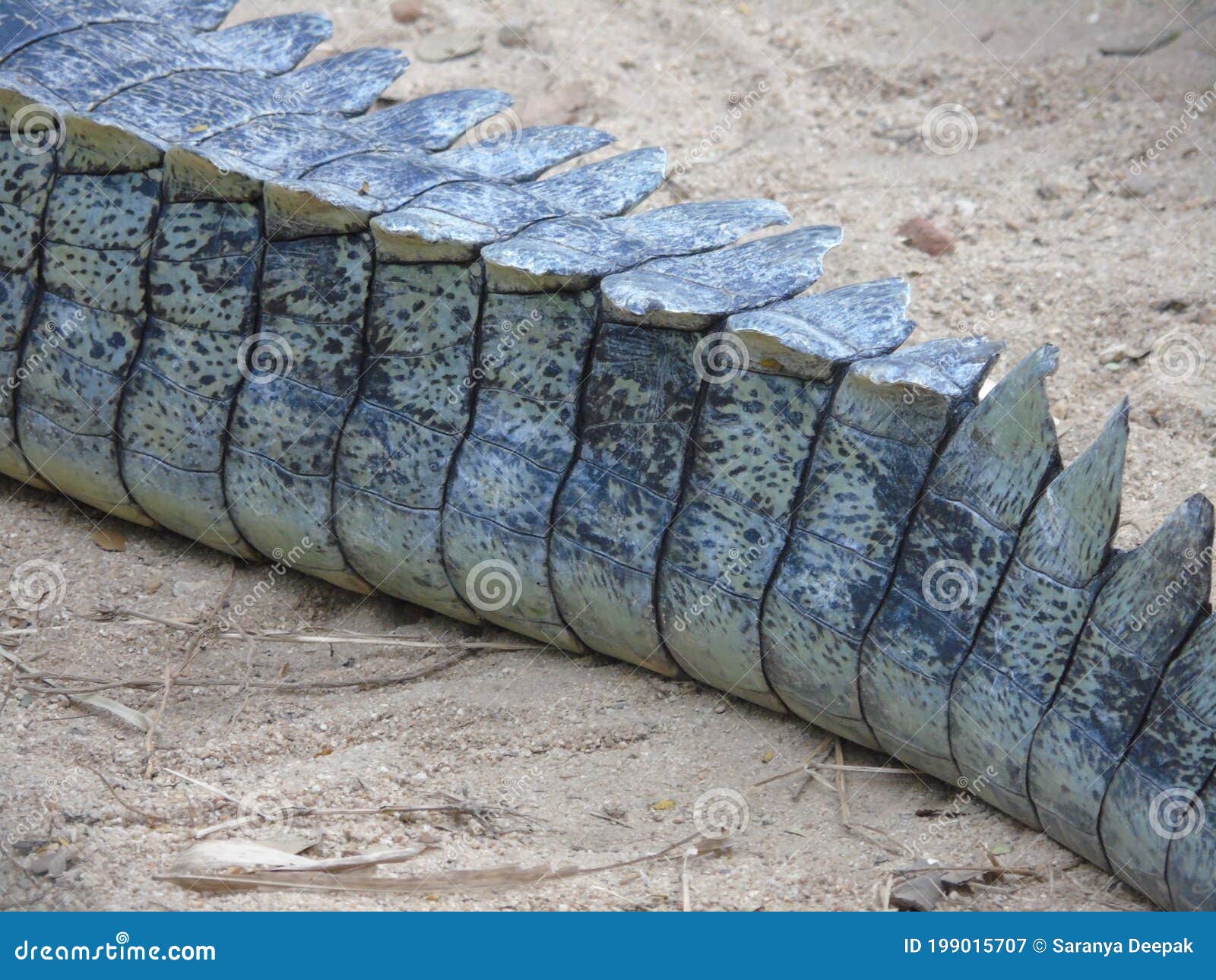 Queue de crocodile image stock. Image du réflexion, sable - 199015707
