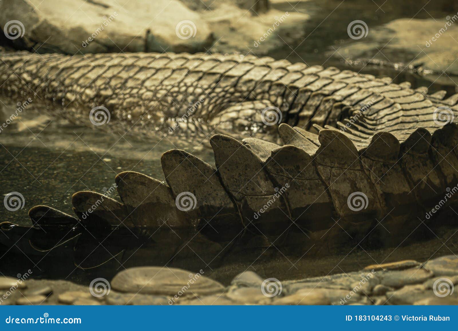 Queue De Crocodile Dans L'eau Image stock - Image du photographie ...