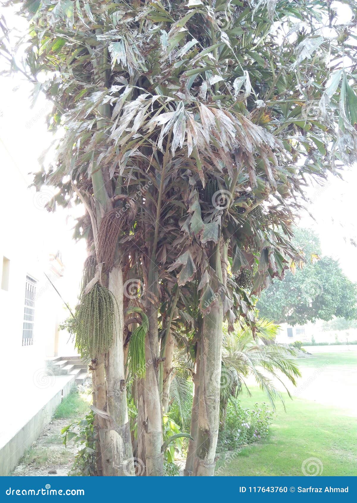 QUEUE DE POISSON DU CARYOTA OCHLANDRA Photo stock - Image du bonzaies ...