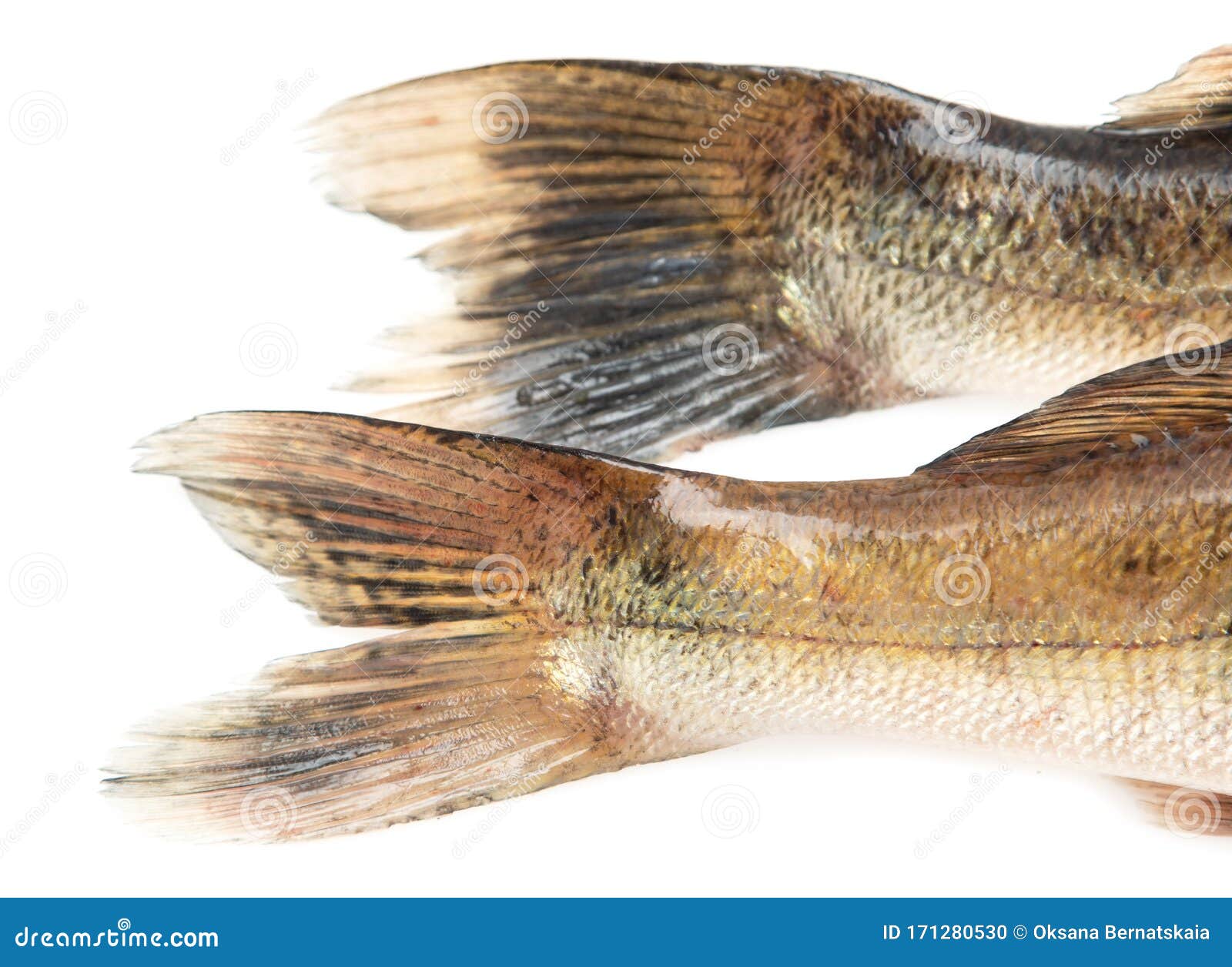 Queue De Poisson Sur Fond Blanc Photo stock - Image of éclat, poissons ...