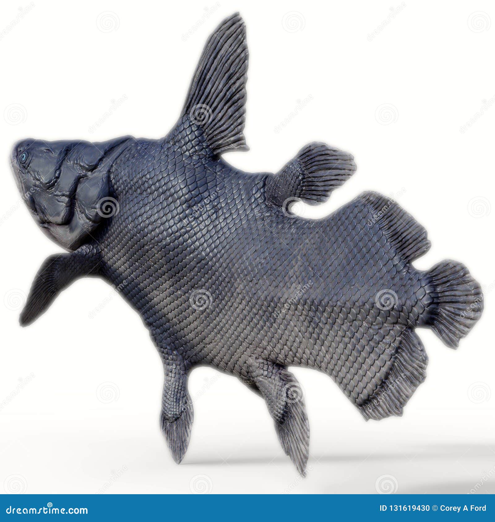 Queue De Poissons De Mawsonia Photo stock - Image du isolement ...