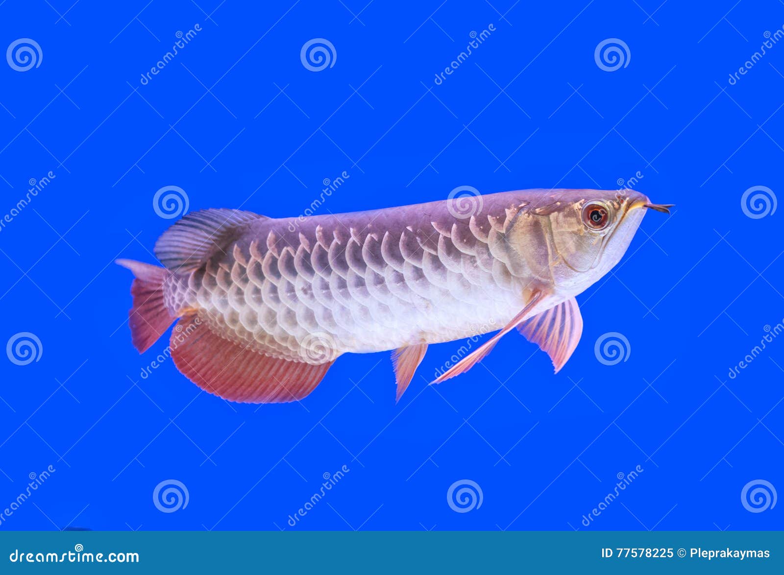 Queue De Rouge De Poissons D'Arowana Image stock - Image du dragon ...