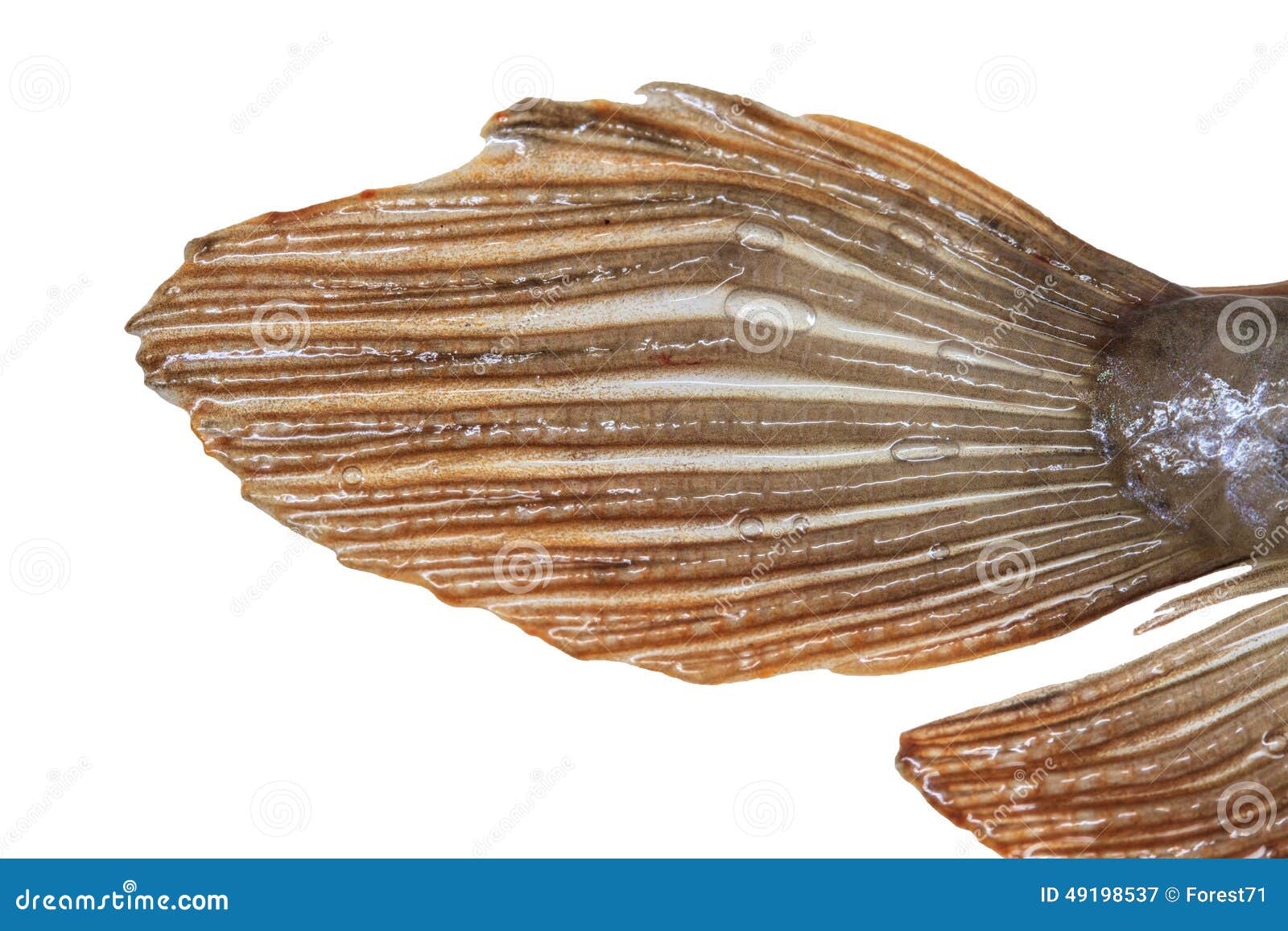 Queue Des Poissons D'Arowana Image stock - Image du affermage, nature ...