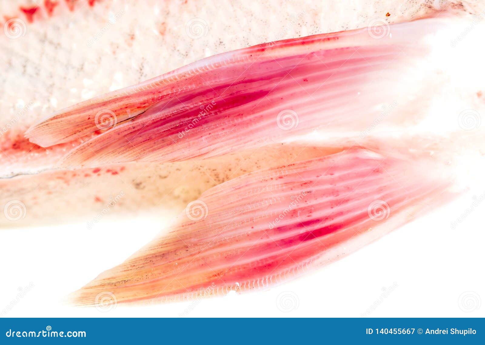 Queue Des Poissons D'isolement Sur Le Fond Blanc Image stock - Image du ...