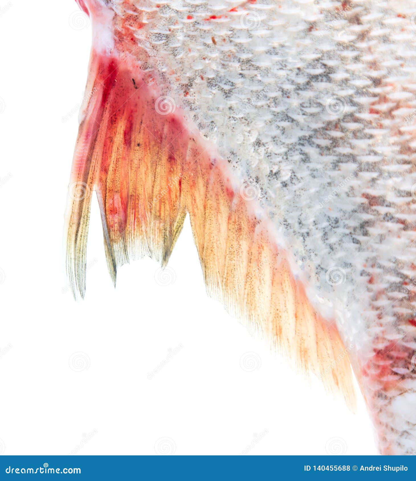 Queue Des Poissons D'isolement Sur Le Fond Blanc Photo stock - Image du ...
