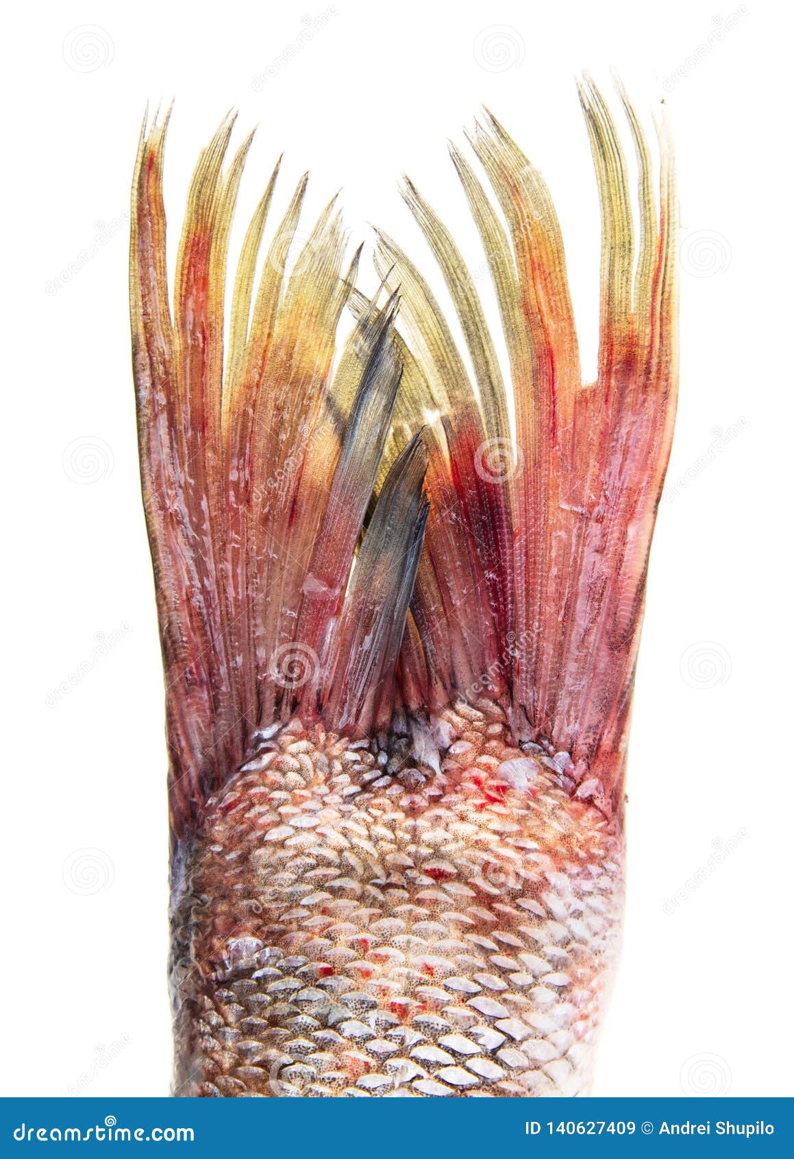 Queue Des Poissons D'isolement Sur Le Fond Blanc Image stock - Image du ...