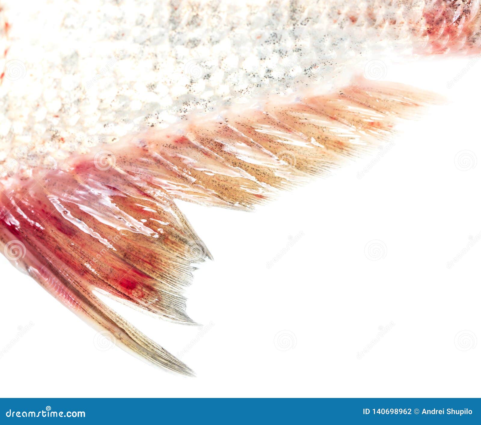 Queue Des Poissons D'isolement Sur Le Fond Blanc Photo stock - Image du ...