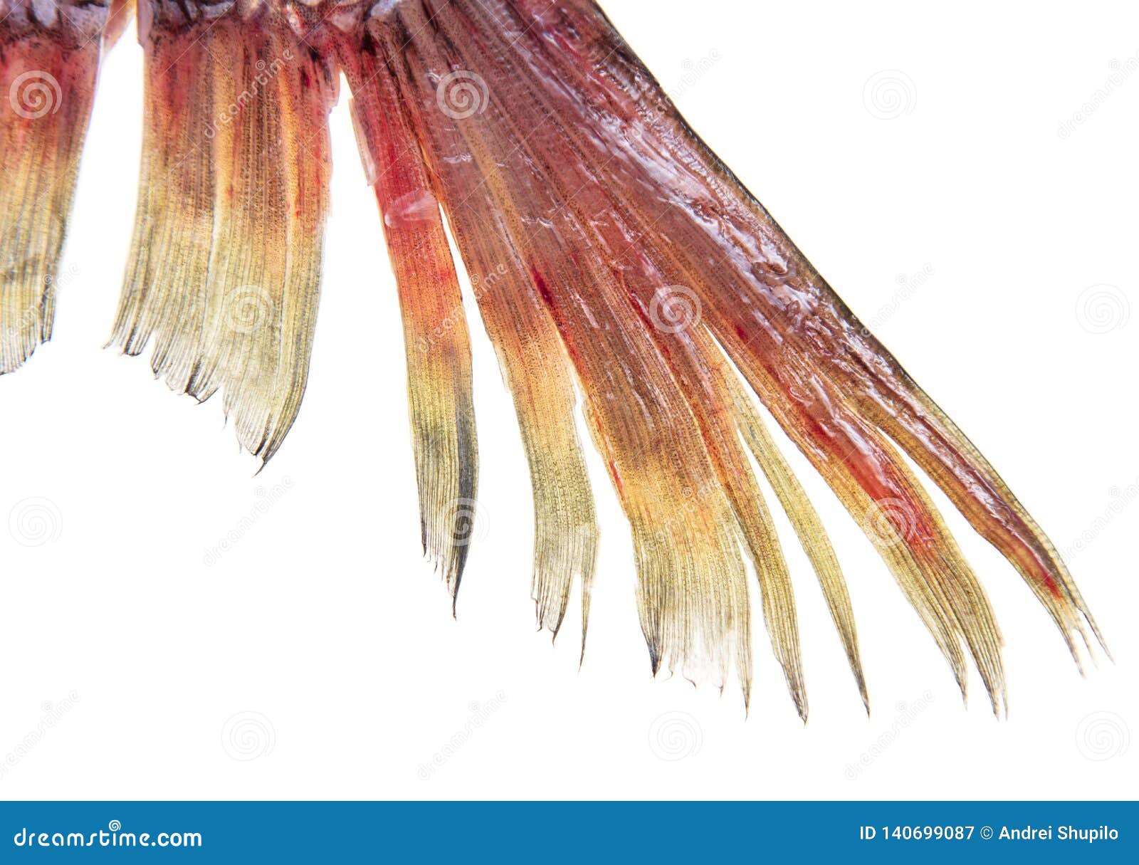 Queue Des Poissons D'isolement Sur Le Fond Blanc Image stock - Image du ...