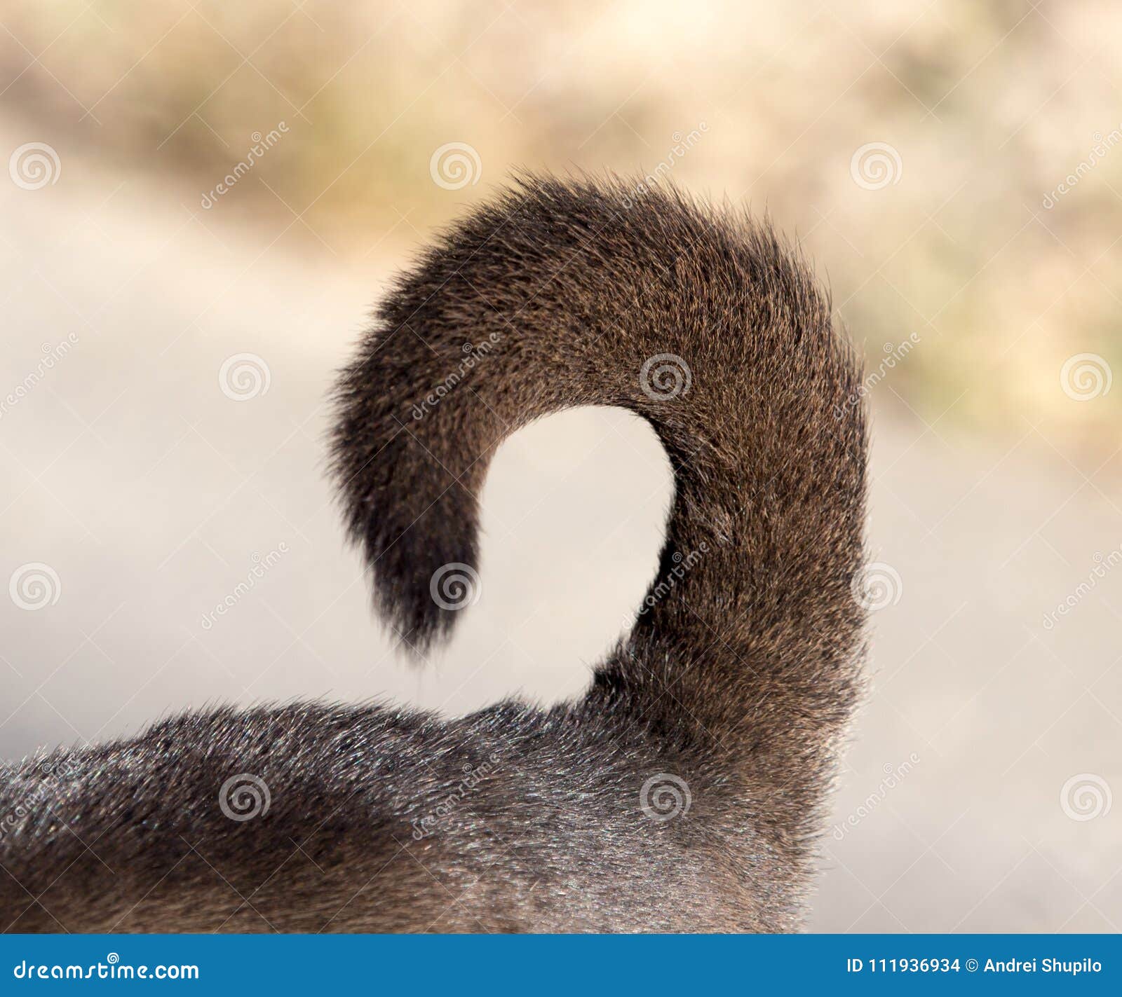 Queue Du ` S De Chien En Nature Photo stock - Image du nature, mignon ...