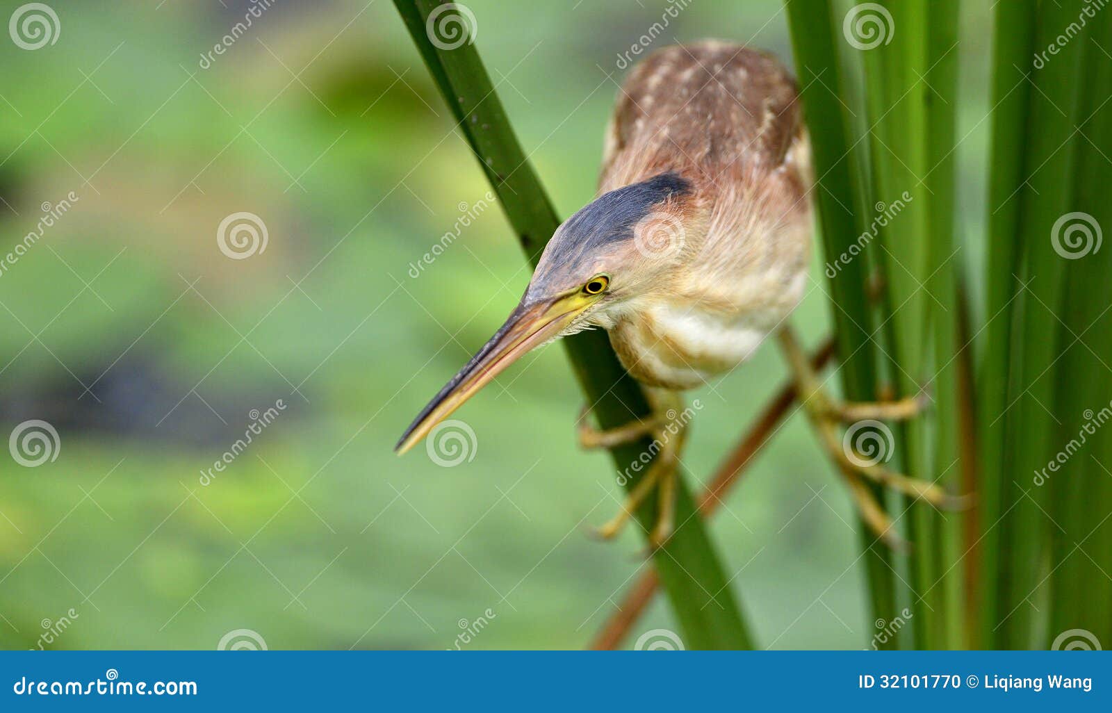 Queue jaune Jian photo stock. Image du poissons, synchronisation - 32101770