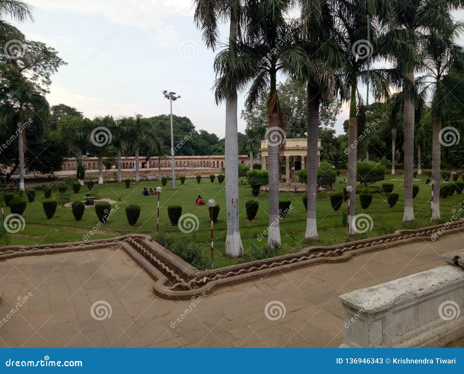 Queue of Trees stock image. Image of trees, nature, park - 136946343
