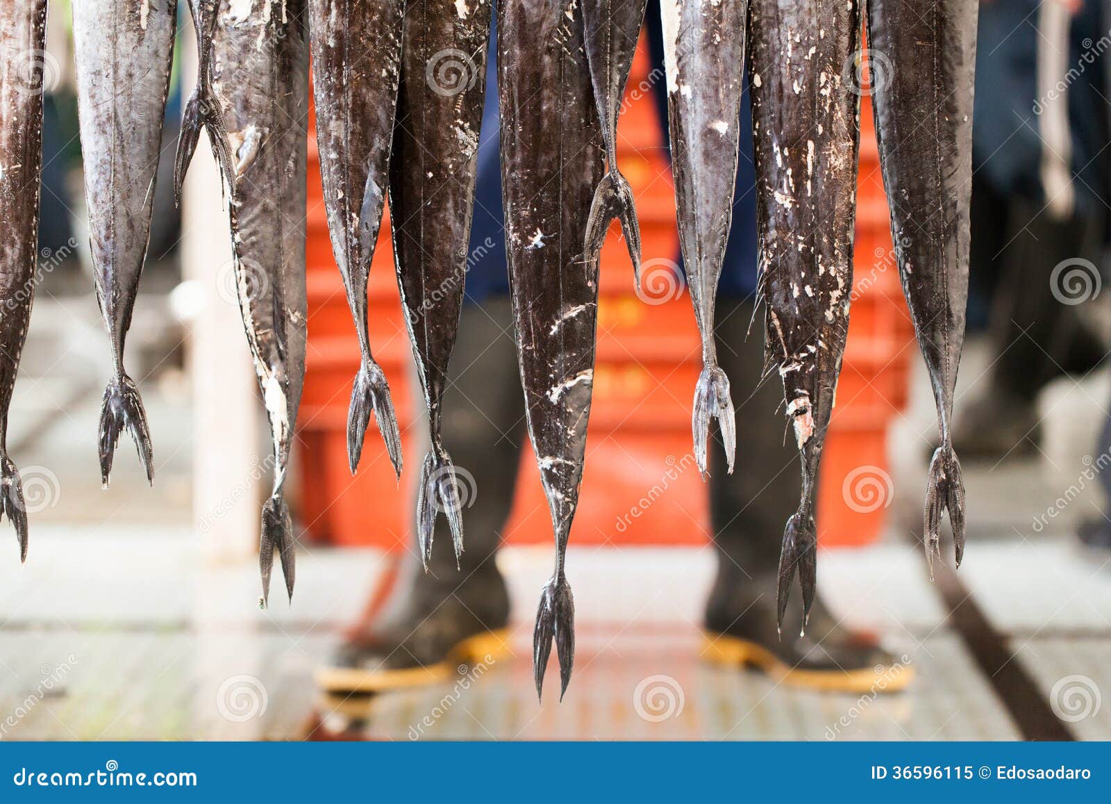 Queues de poissons image stock. Image du madère, portugal - 36596115