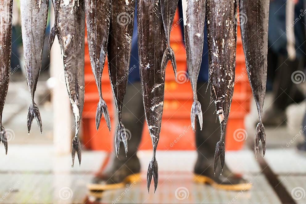 Queues de poissons image stock. Image du madère, portugal - 36596115