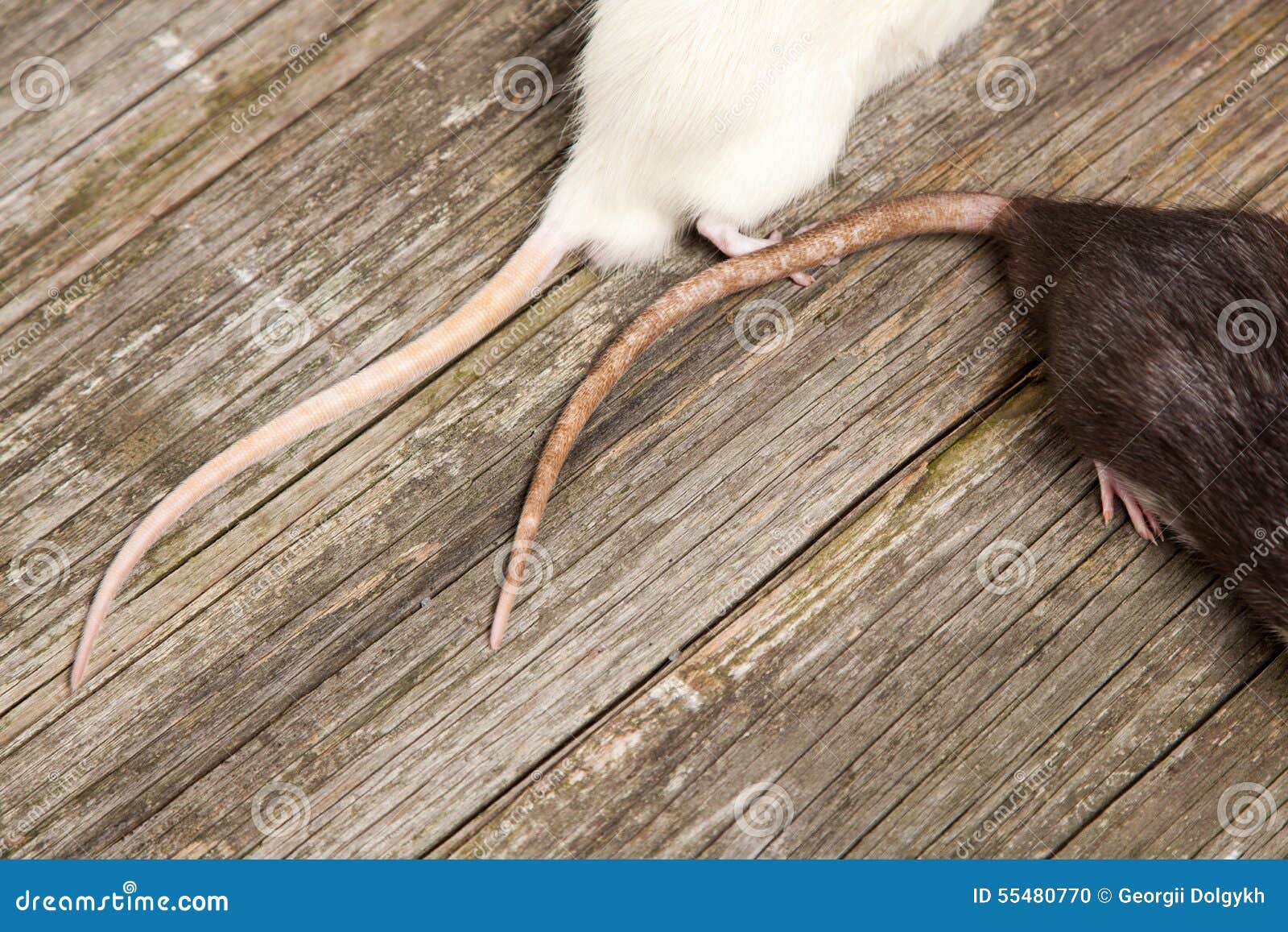Queues Des Rats Sur Une Table En Bois Photo stock - Image du animal ...