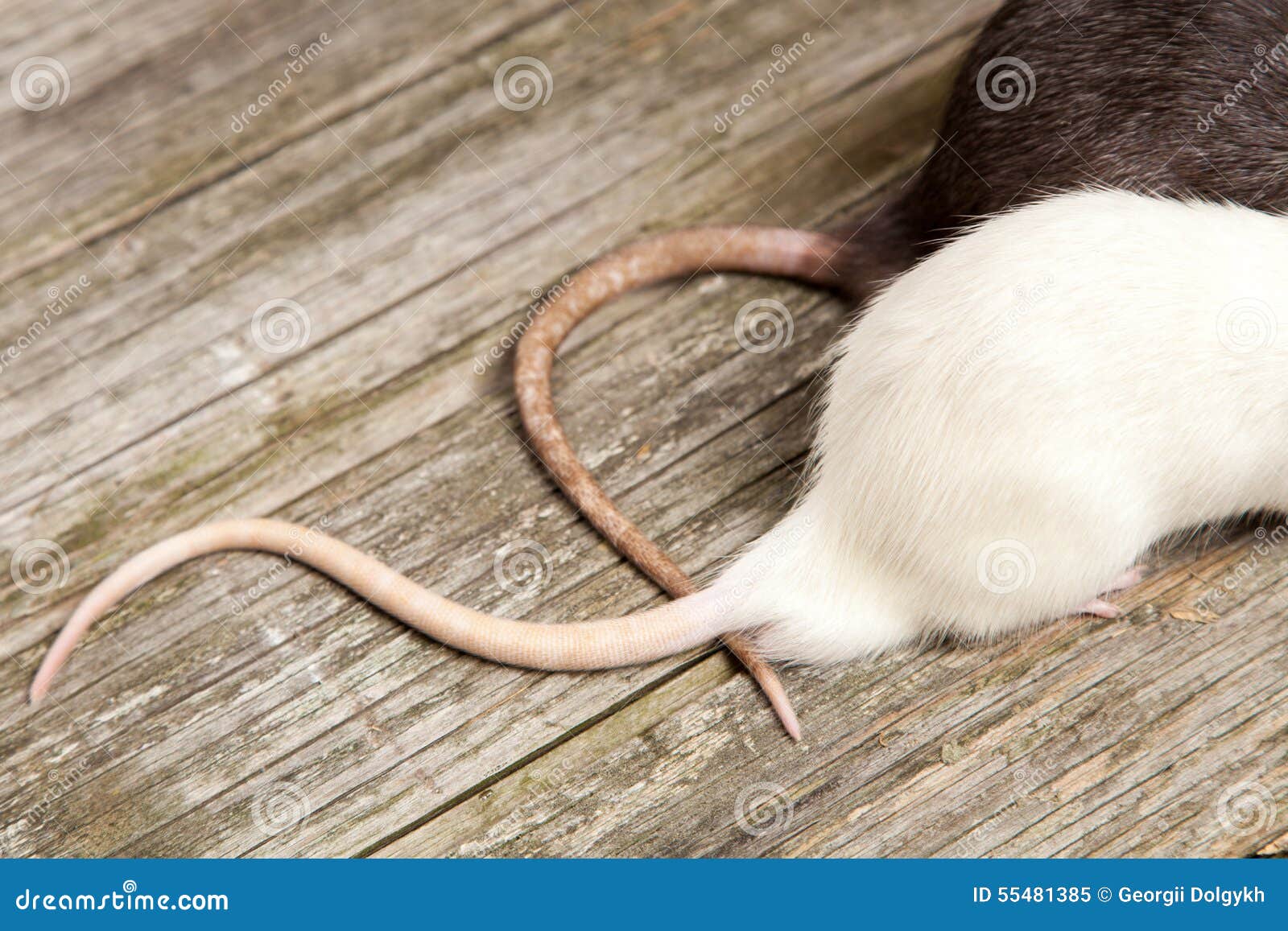 Queues Des Rats Sur Une Table En Bois Image stock - Image du service ...