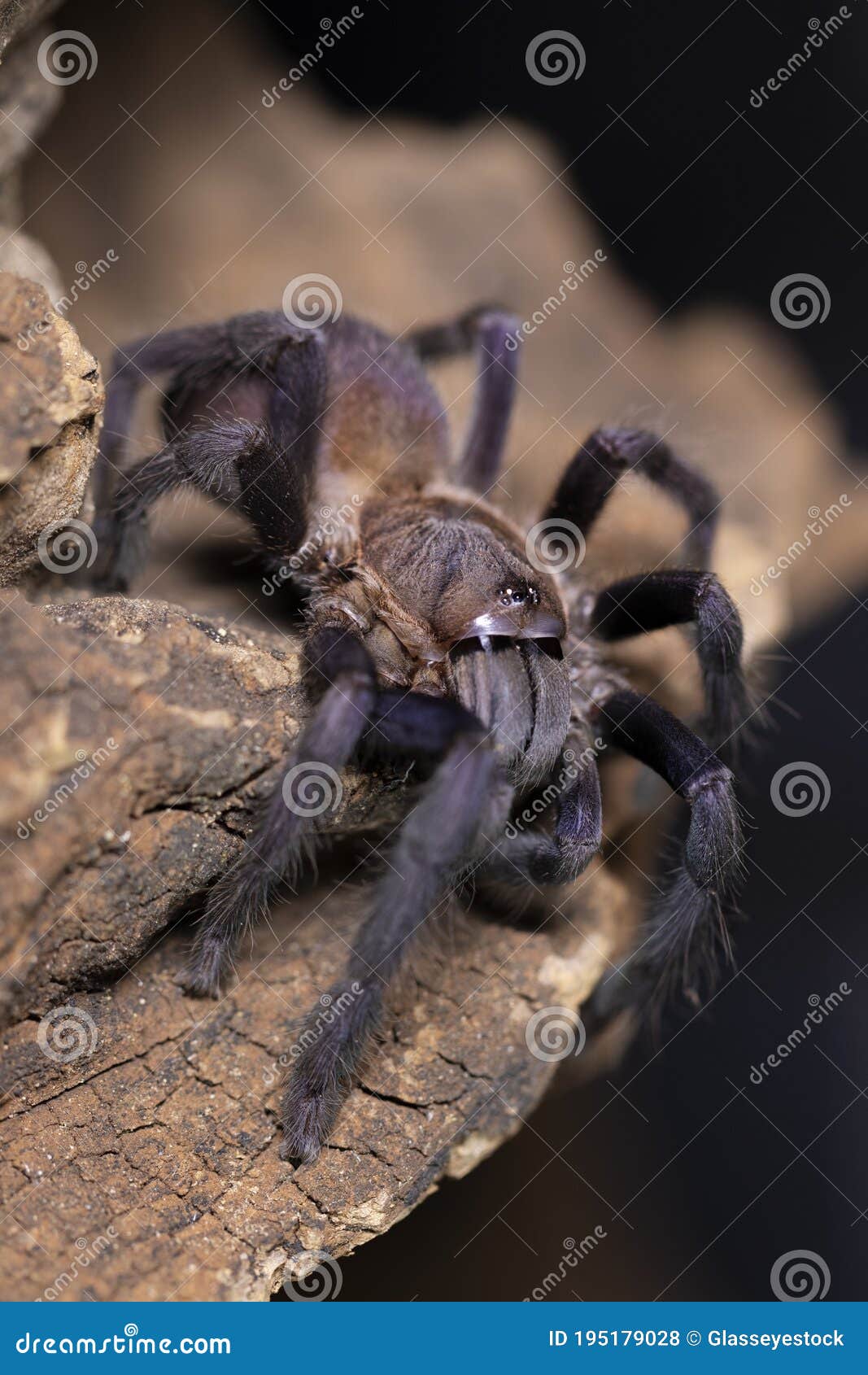 Quezon Blue Earth Tiger Tarantula Stock Photo - Image of resting ...