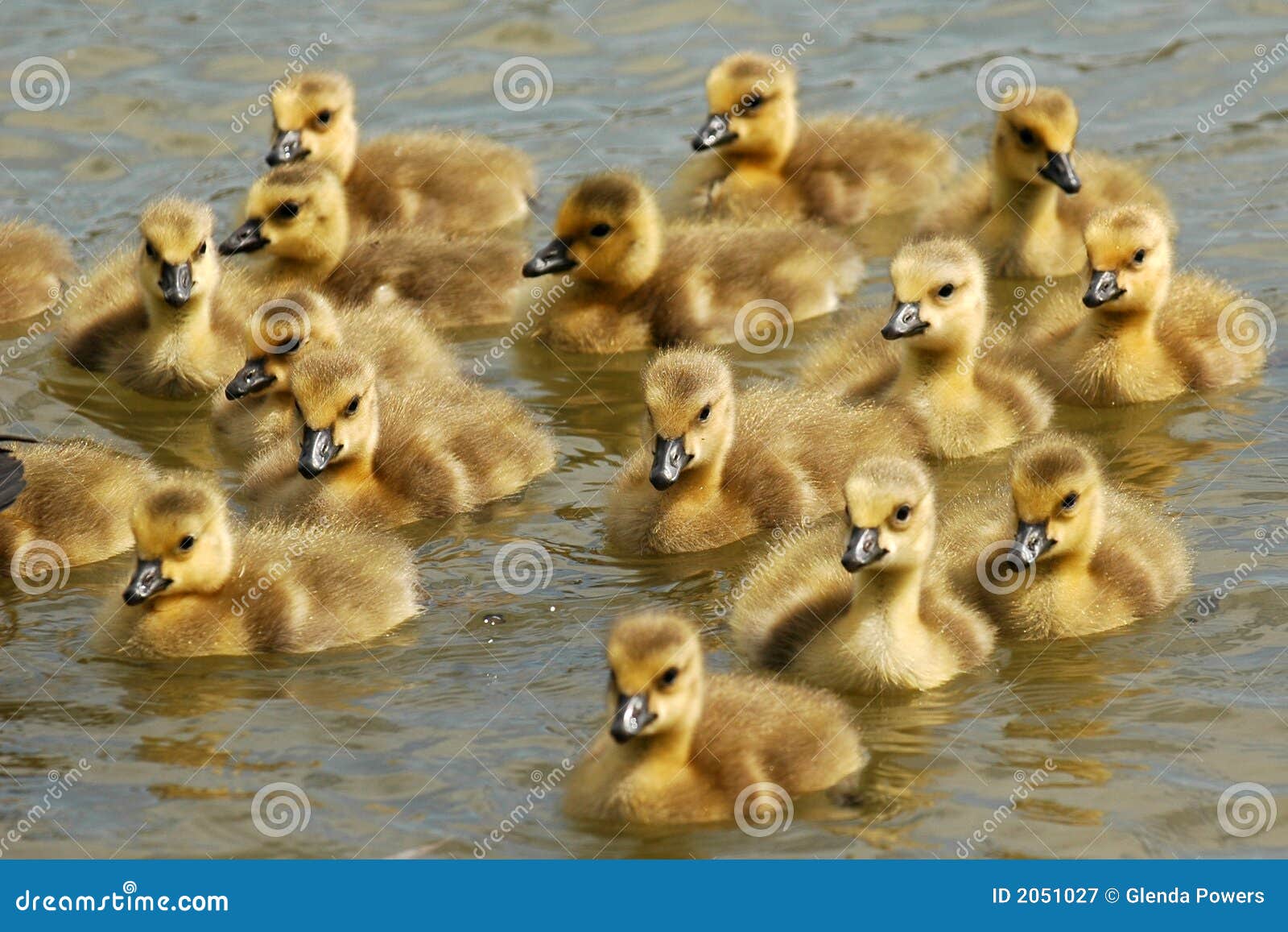 Qui vengono le papere! immagine stock. Immagine di molla - 2051027