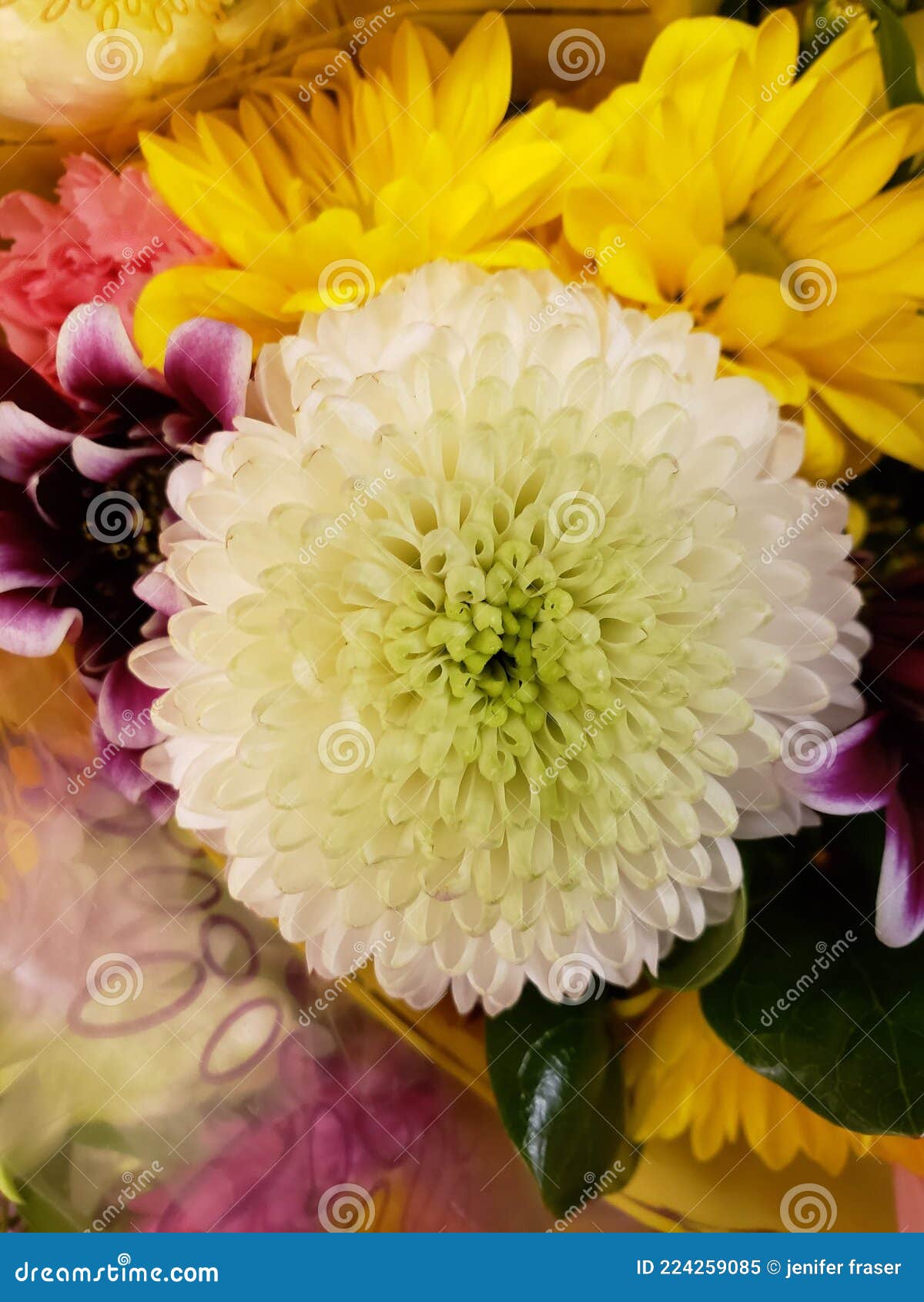 Quick life living stock image. Image of purple, life - 224259085